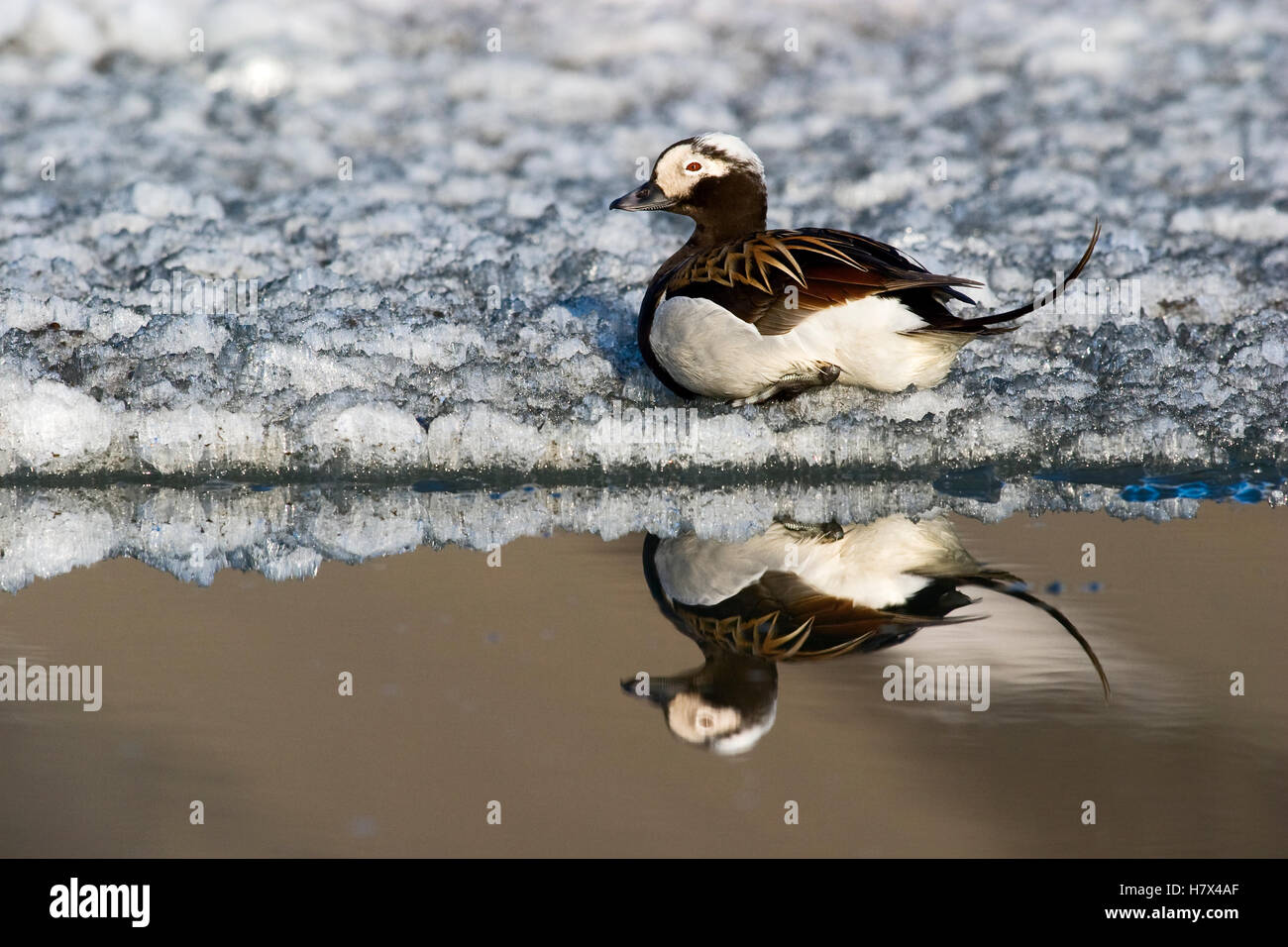 Long-tailed Duck (Clangula hyemalis) male on the ice, Svalbard, Norway ...
