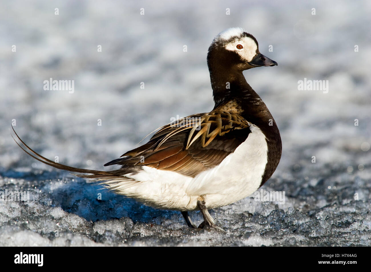 Long-tailed Duck (Clangula hyemalis) male on the ice, Svalbard, Norway ...