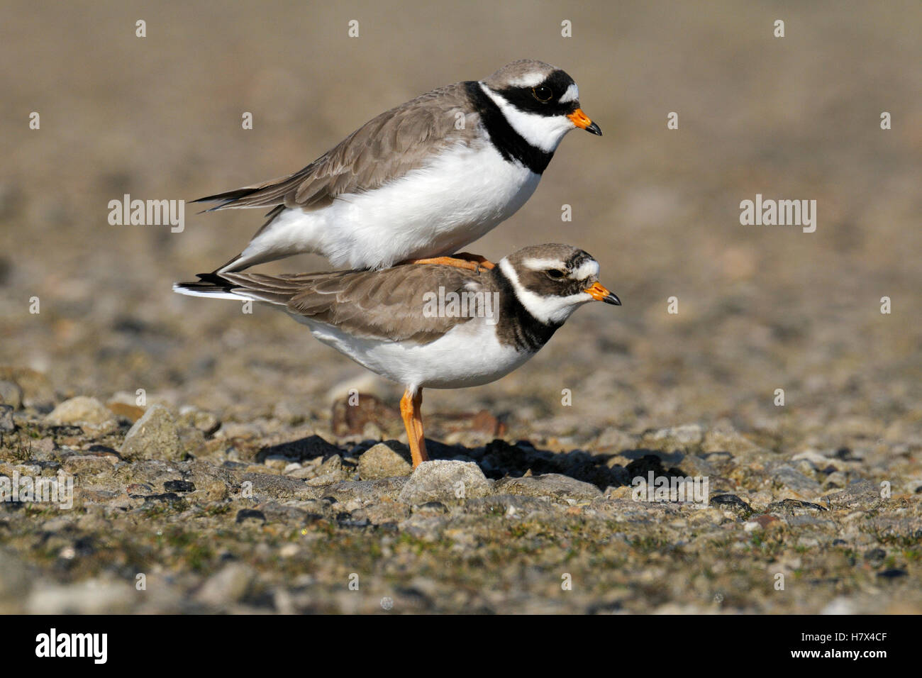 Common Ringed Plover (Charadrius hiaticula) pair mating, Noord-Holland ...
