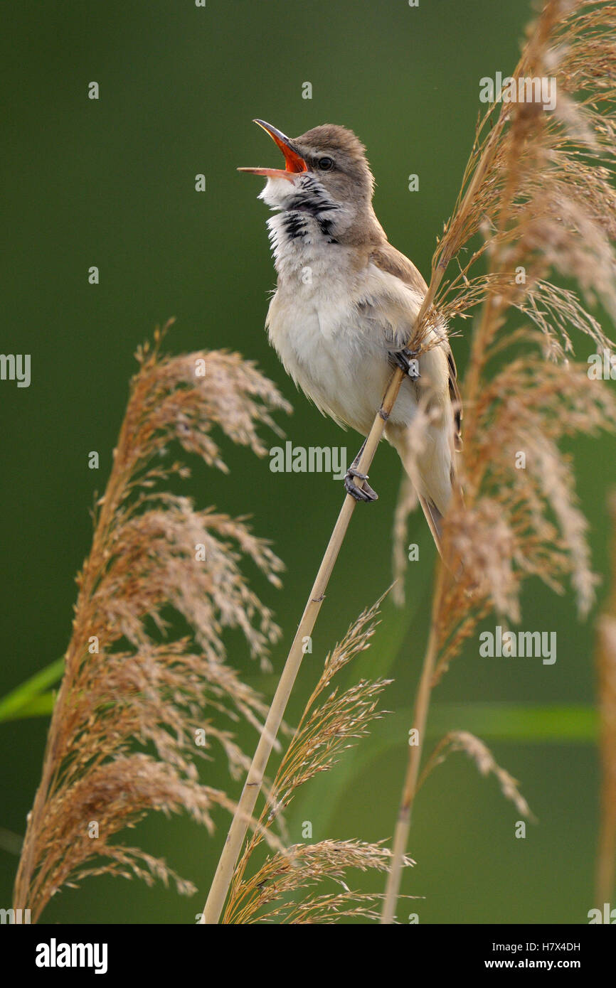 Great Reed-Warbler (Acrocephalus arundinaceus) singing on reed, Hungary ...