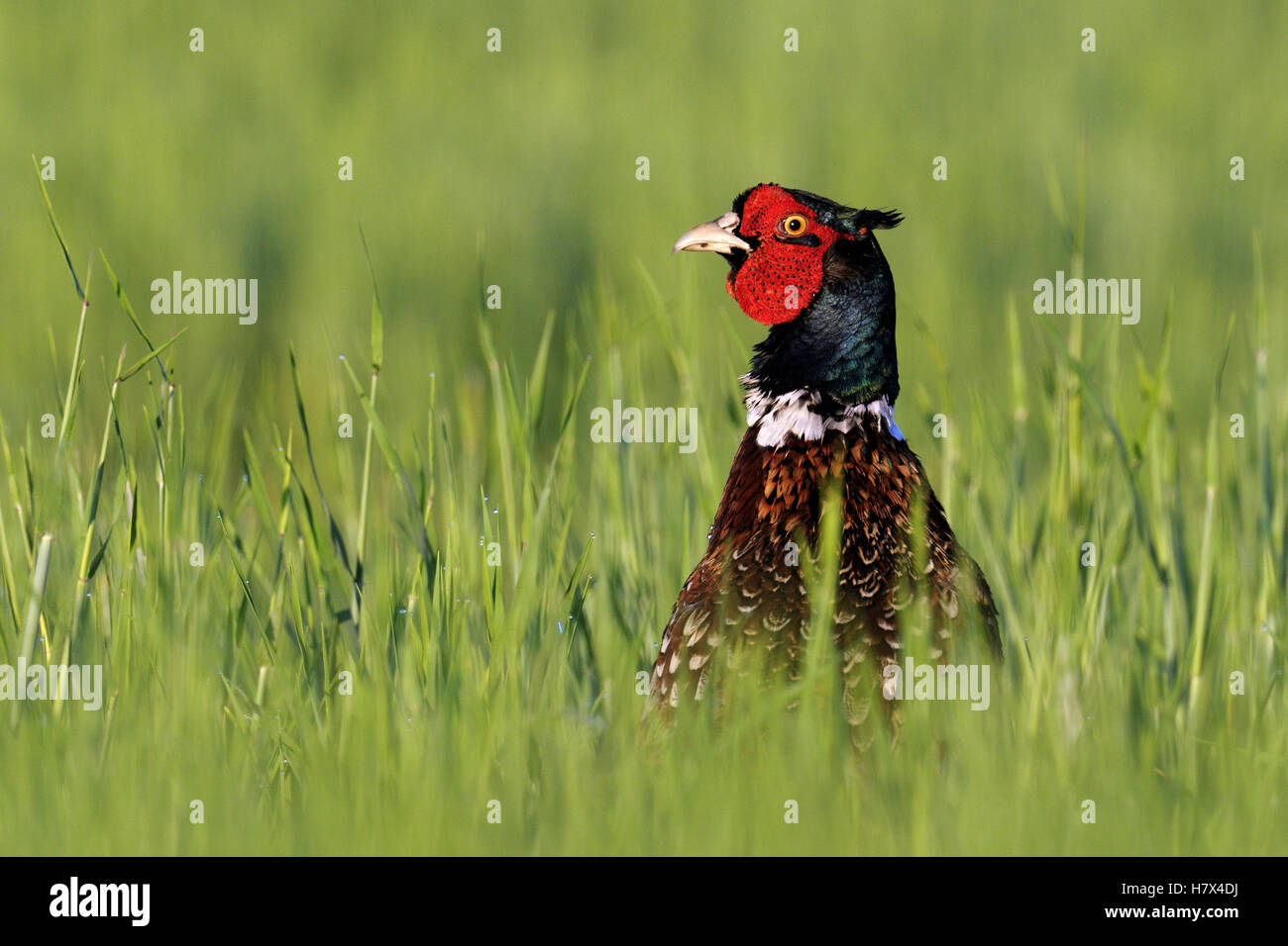 Ring-necked Pheasant (Phasianus colchicus) male in grass, Hungary Stock ...