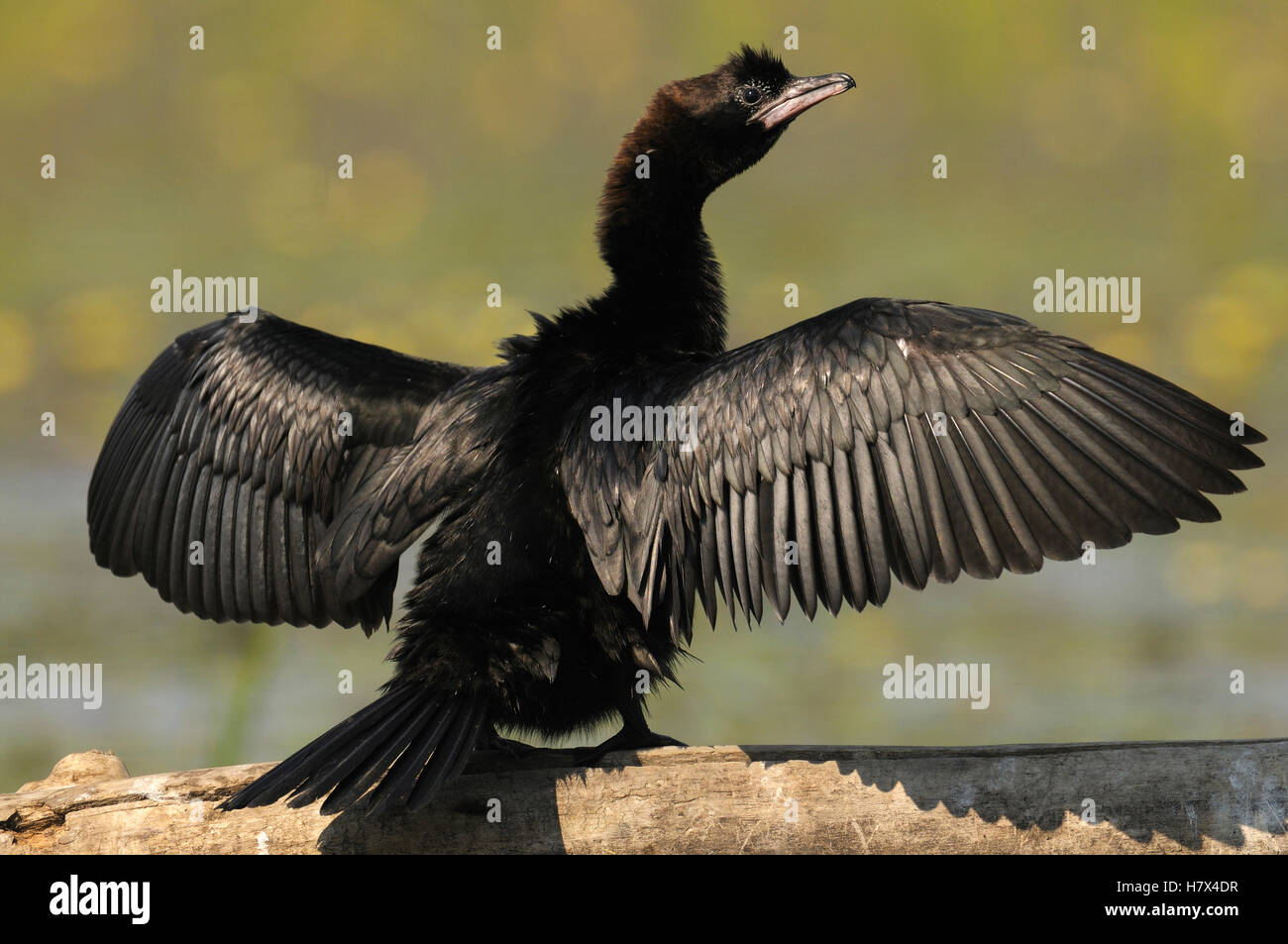 Pygmy Cormorant (Microcarbo pygmeus) drying its wings, Hungary Stock ...