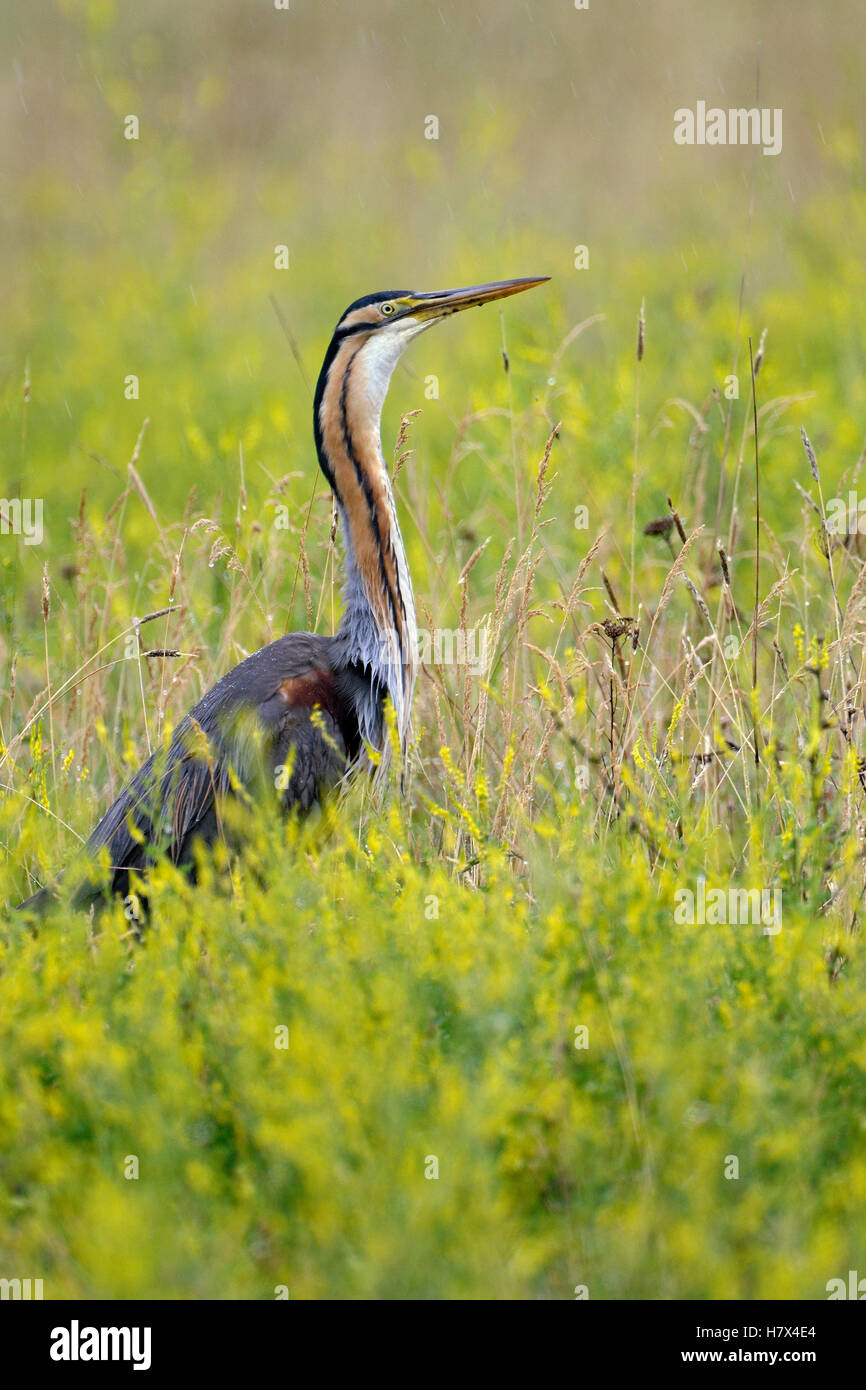 Purple Heron (Ardea purpurea), Hungary Stock Photo - Alamy