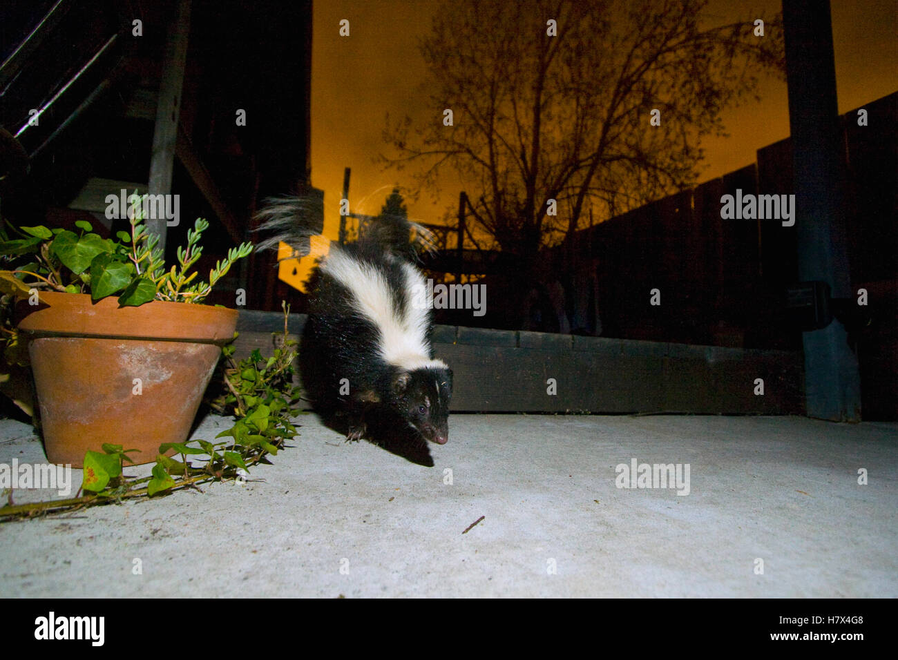 Striped Skunk (Mephitis mephitis) walking through backyard at night ...