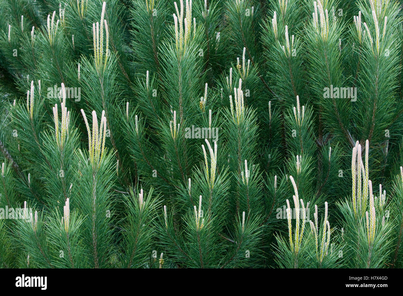 Pine (Pinus sp) spring growth, Santa Cruz, Monterey Bay, California ...