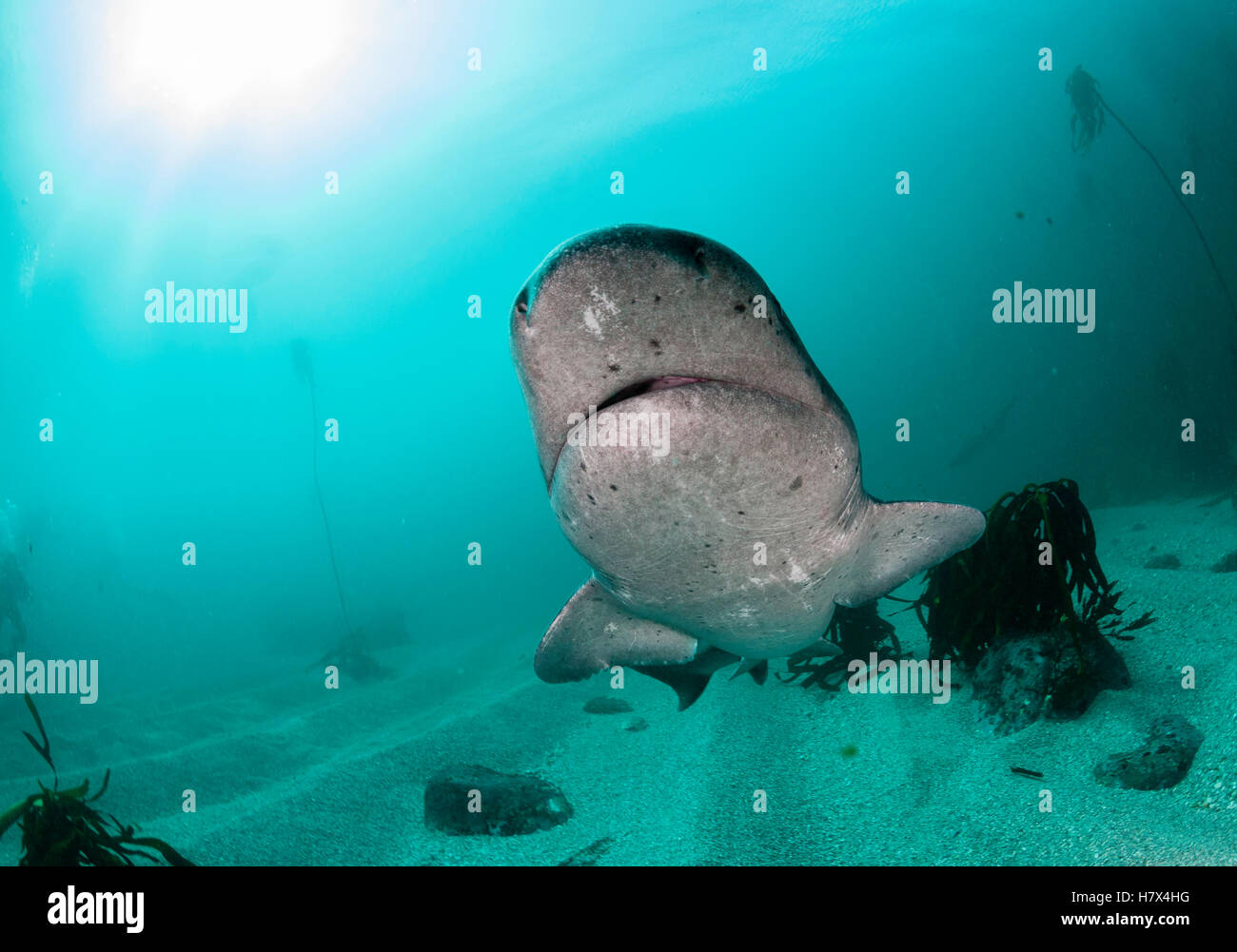 Broad nosed seven gill shark swimming through the kelp forests of False ...