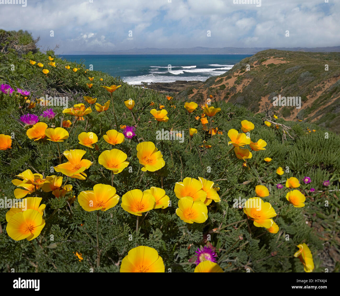 California Poppy (Eschscholzia californica) field, Montano de Oro State ...