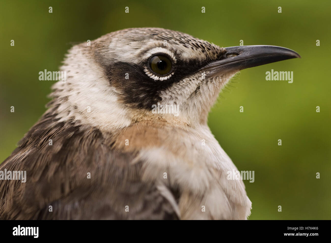 Galapagos Mockingbird (Nesomimus parvulus), Santiago Island, Galapagos ...