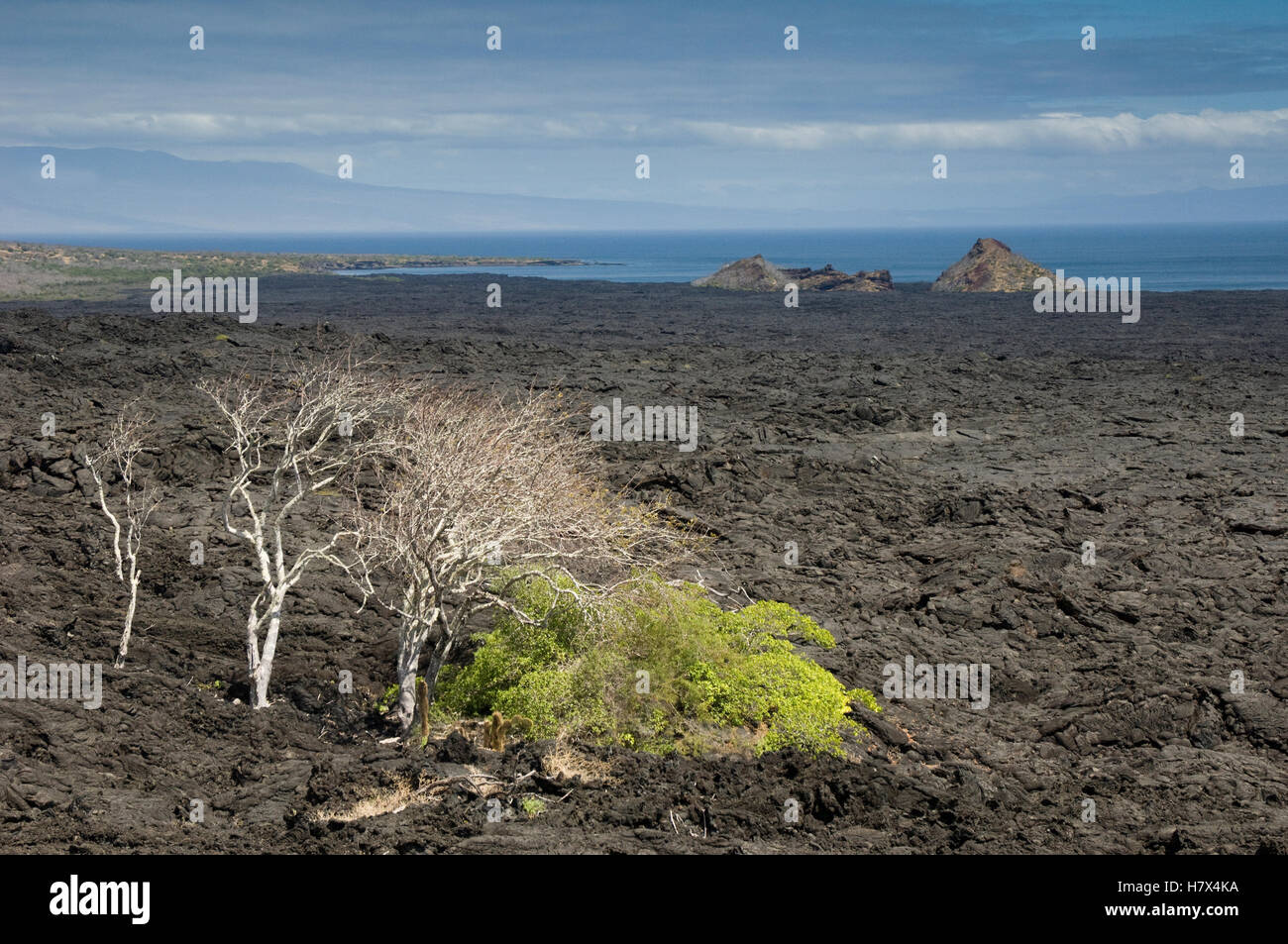 Manzanillo (Hippomane mancinella) and Palo Santo (Bursera graveolens ...