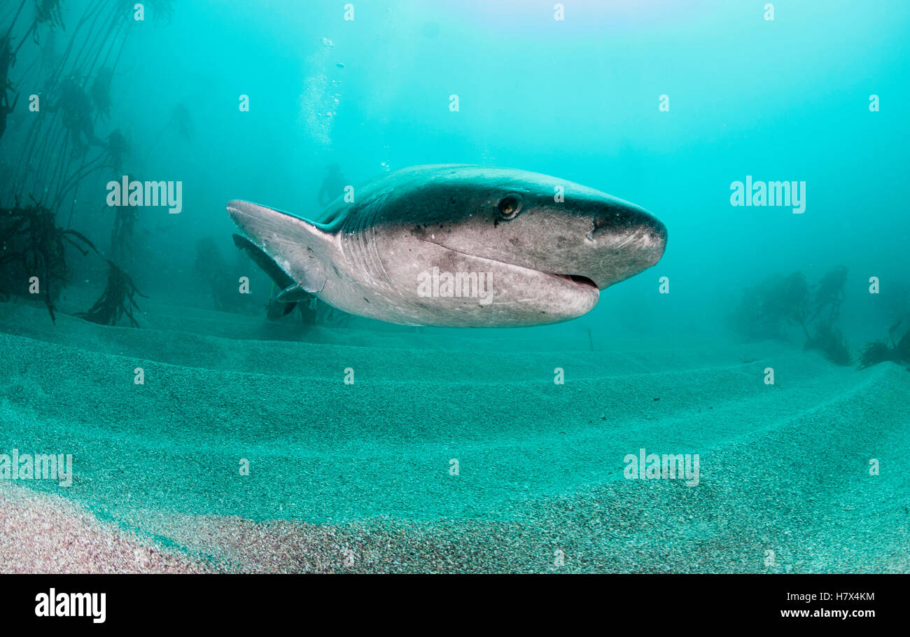Broad nosed seven gill shark swimming through the kelp forests of False ...