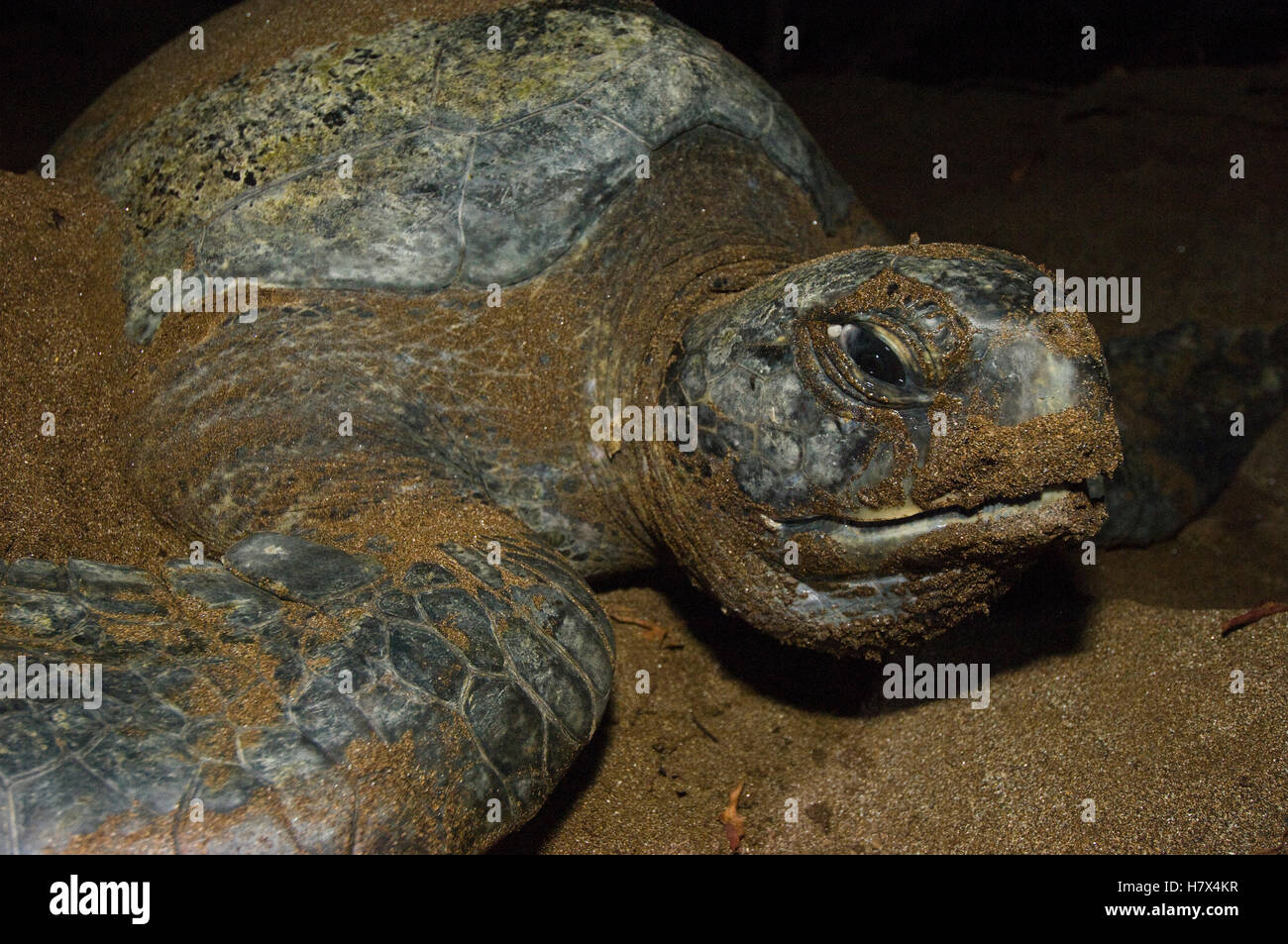 Pacific Green Sea Turtle (Chelonia mydas agassizi) female on land ...