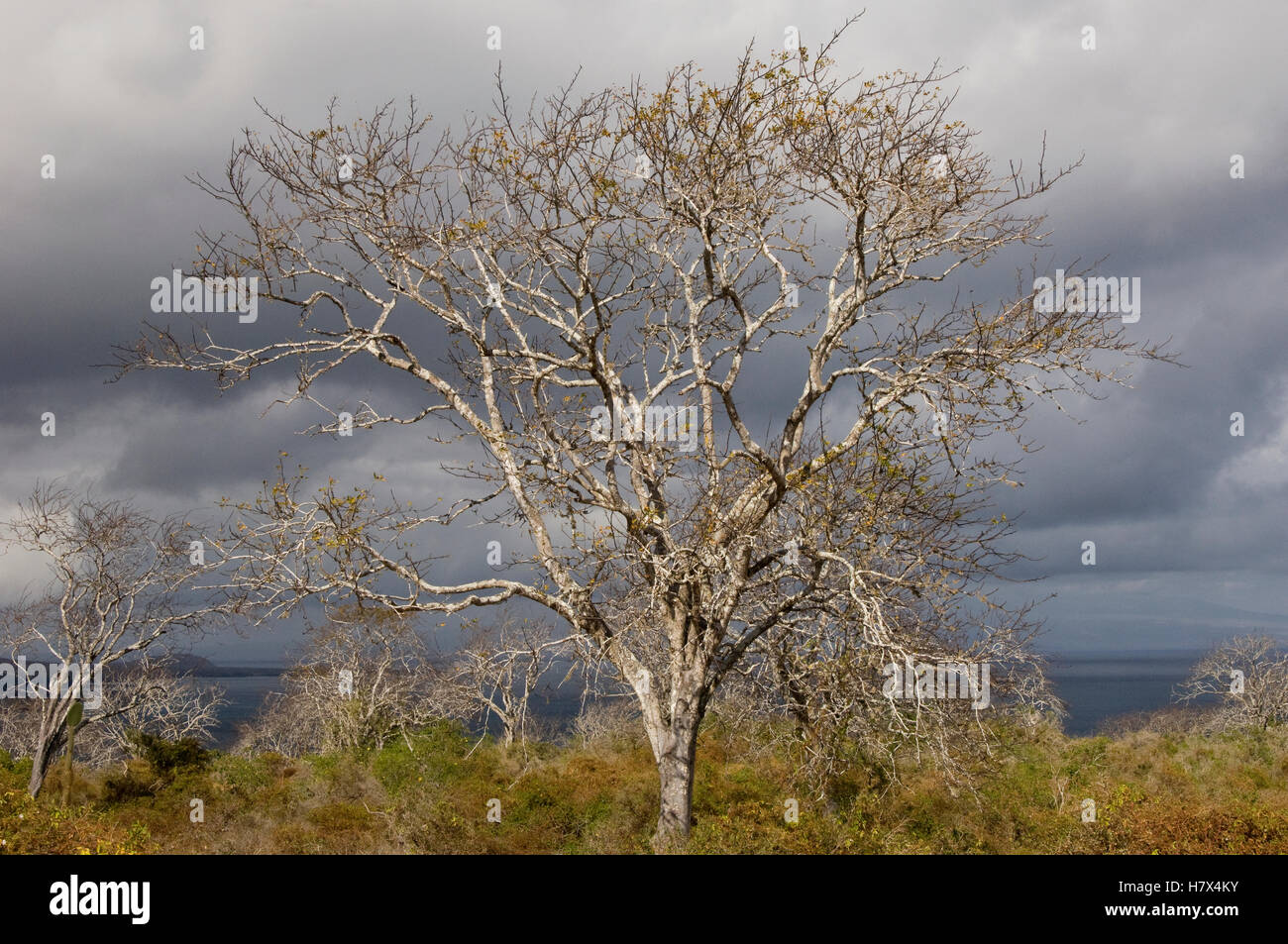 Palo Santo (Bursera graveolens) tree growing in the arid zone of ...