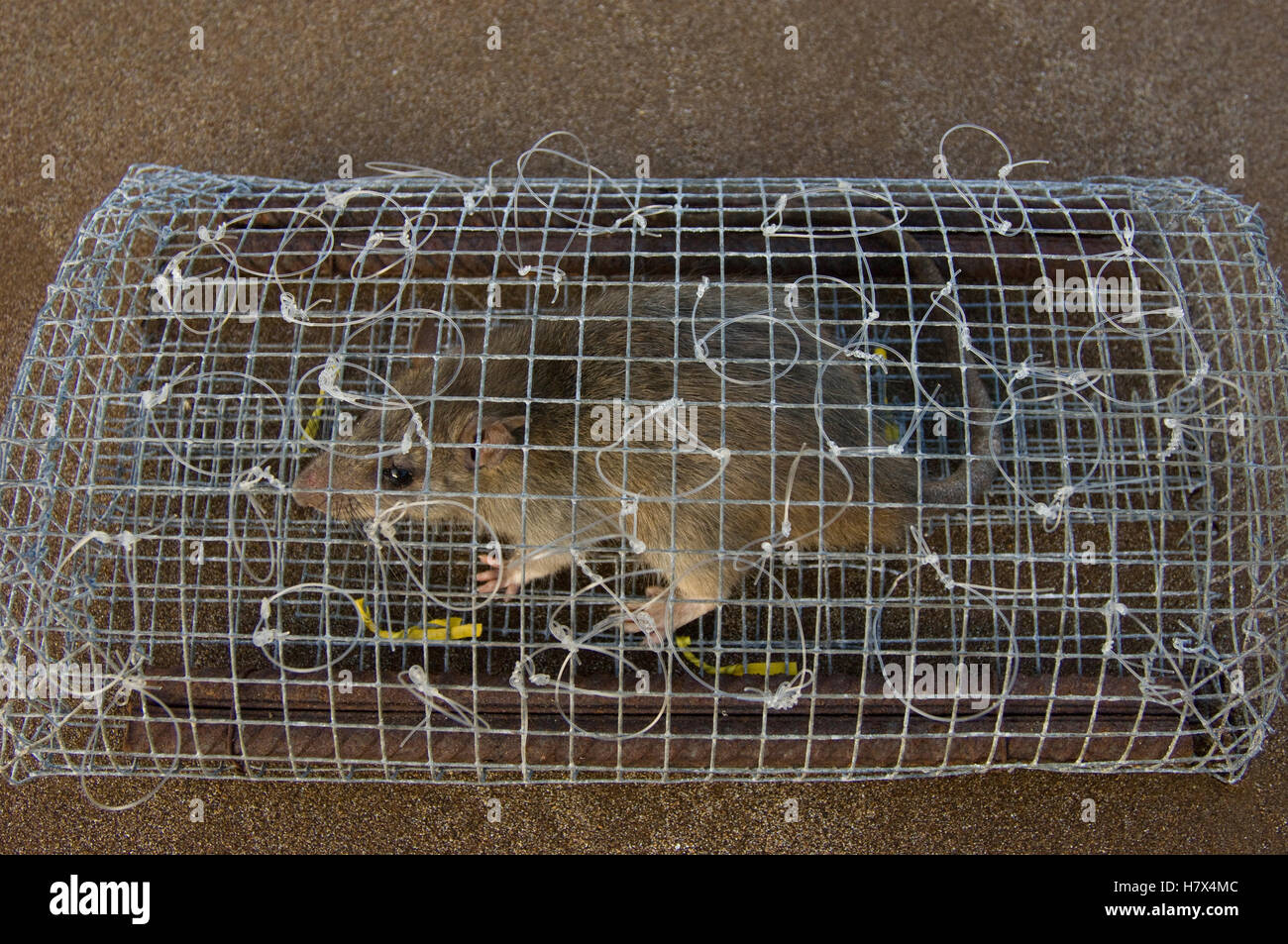 Rat (Rattus sp) in trap for luring Galapagos Hawk (Buteo galapagoensis ...