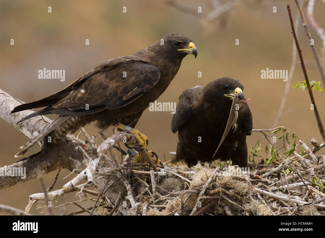 Galapagos Hawk (Buteo galapagoensis) male brought Lava Lizard ...