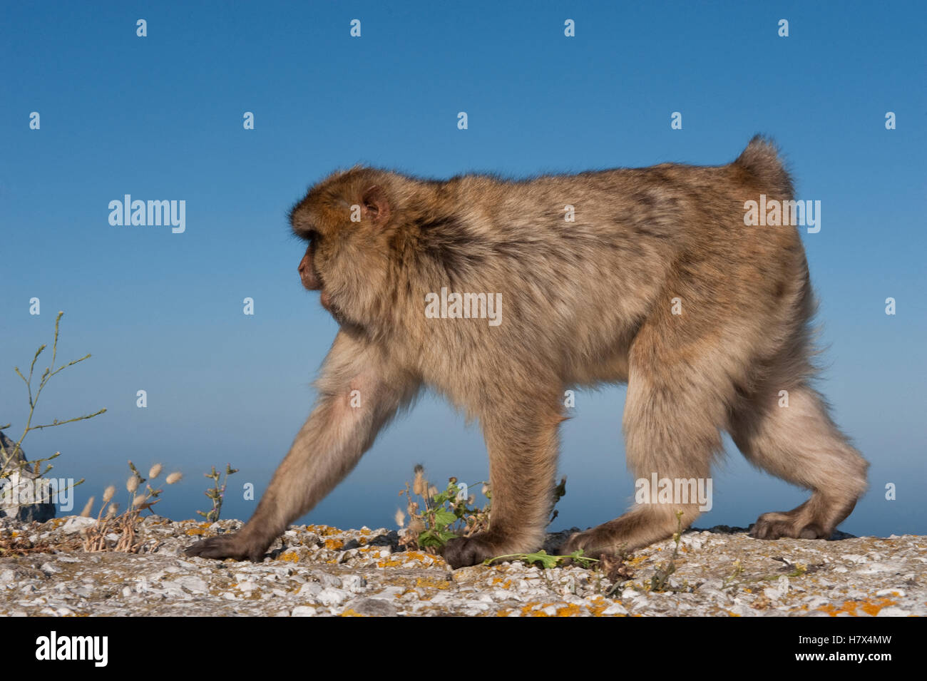 Barbary Macaque (Macaca sylvanus) walking on all fours, Gibraltar ...