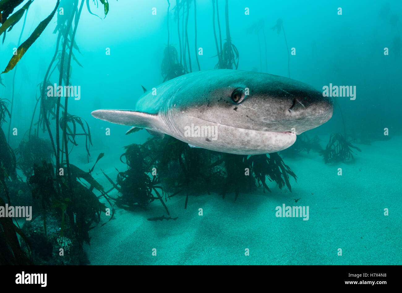Broad nosed seven gill shark swimming through the kelp forests of False ...