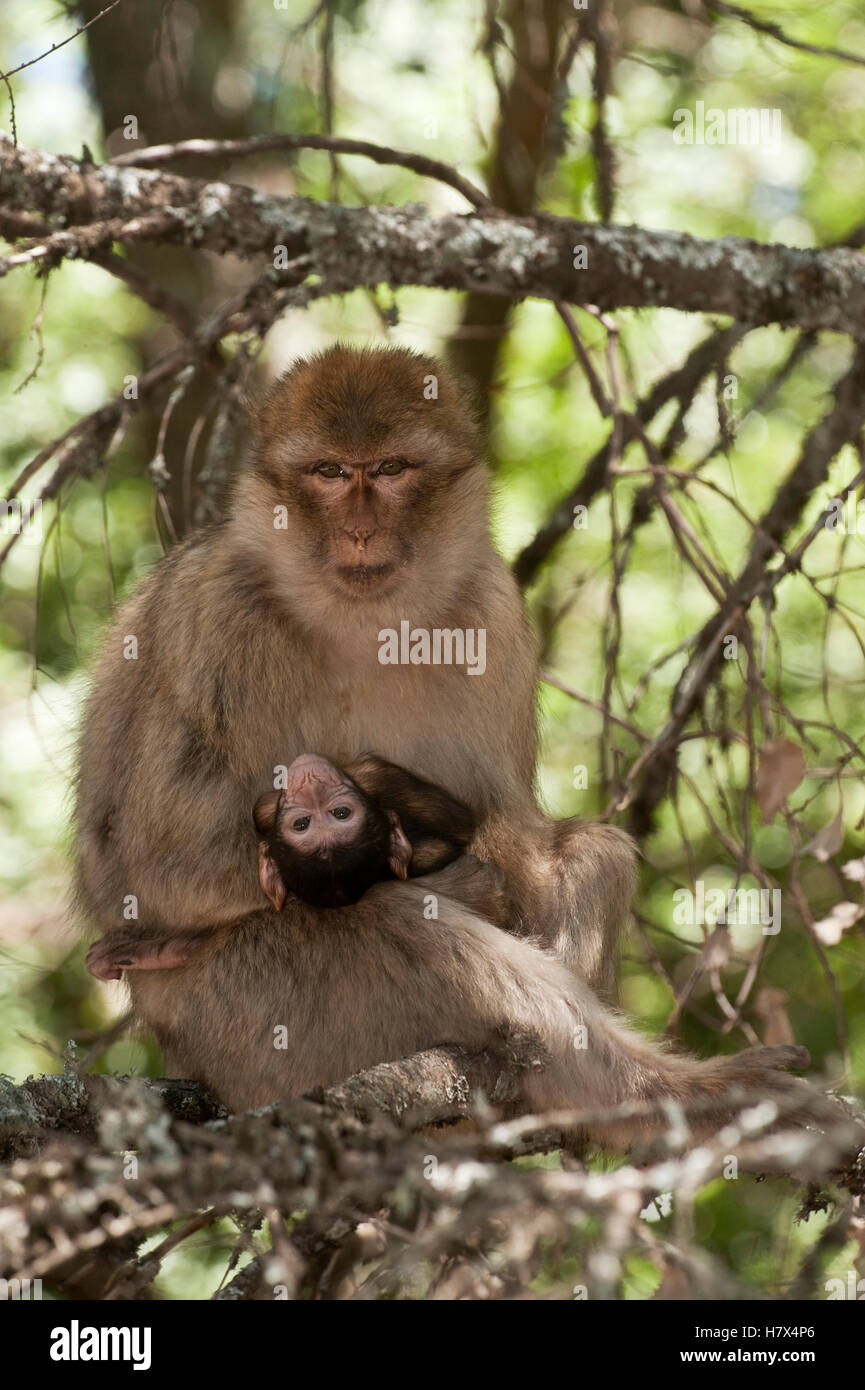 Barbary Macaque (Macaca sylvanus) parent holding baby, Cedar Forests of ...