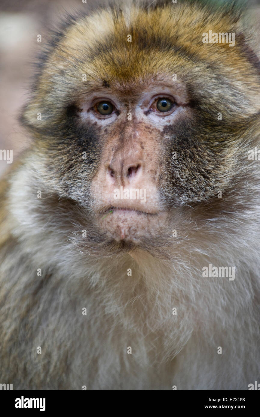 Barbary Macaque (Macaca sylvanus), Cedar forests of Azrou, Atlas ...