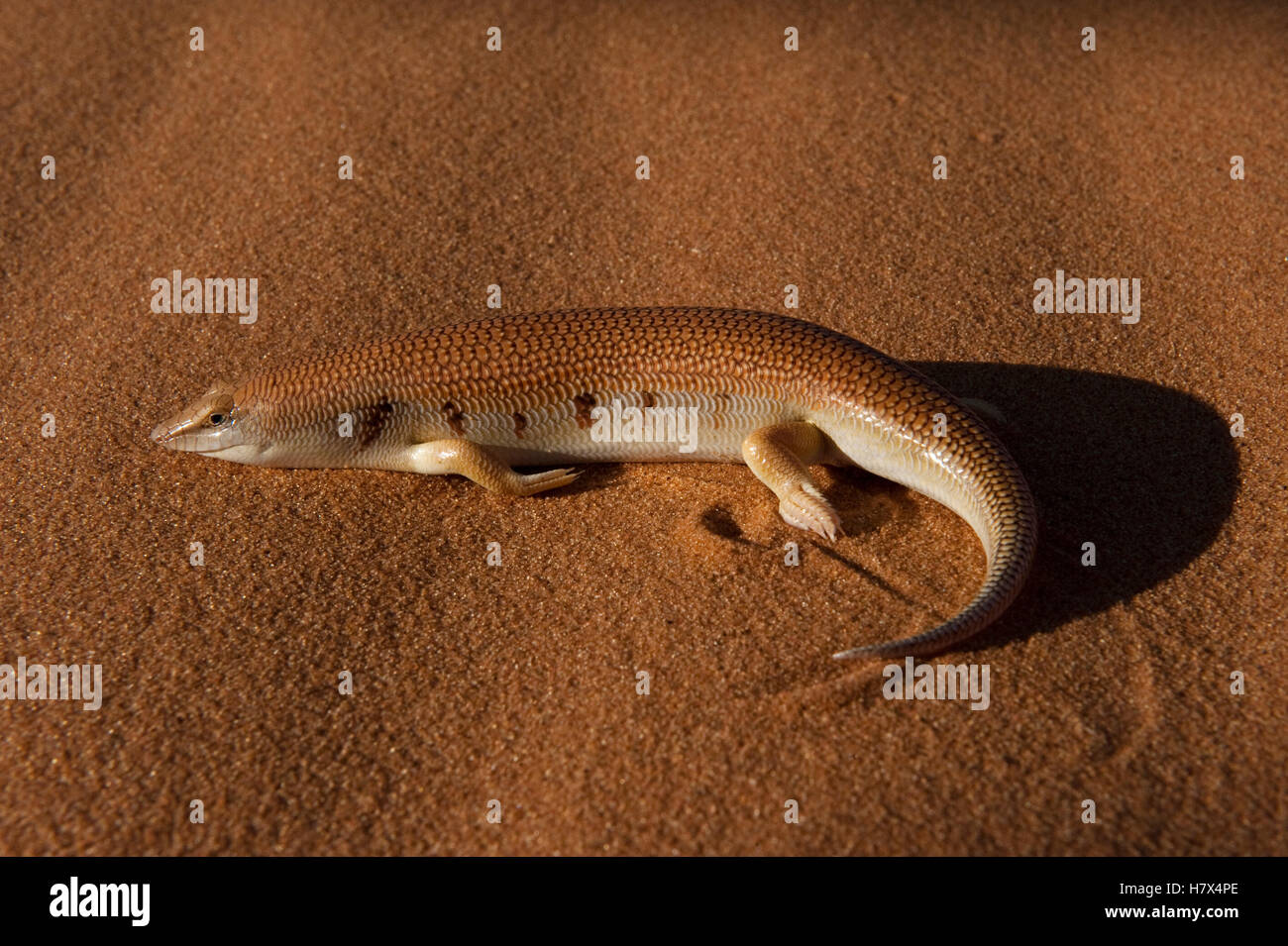 White-banded Sand Fish (Scincus albifasciatus laterimaculatus) a sand ...