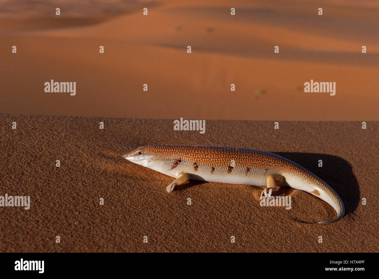 White-banded Sand Fish (Scincus albifasciatus laterimaculatus) a sand ...