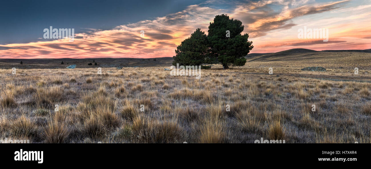 Tussock Grass (Poa flabellata) landscape near Lake Alexandrina with ...