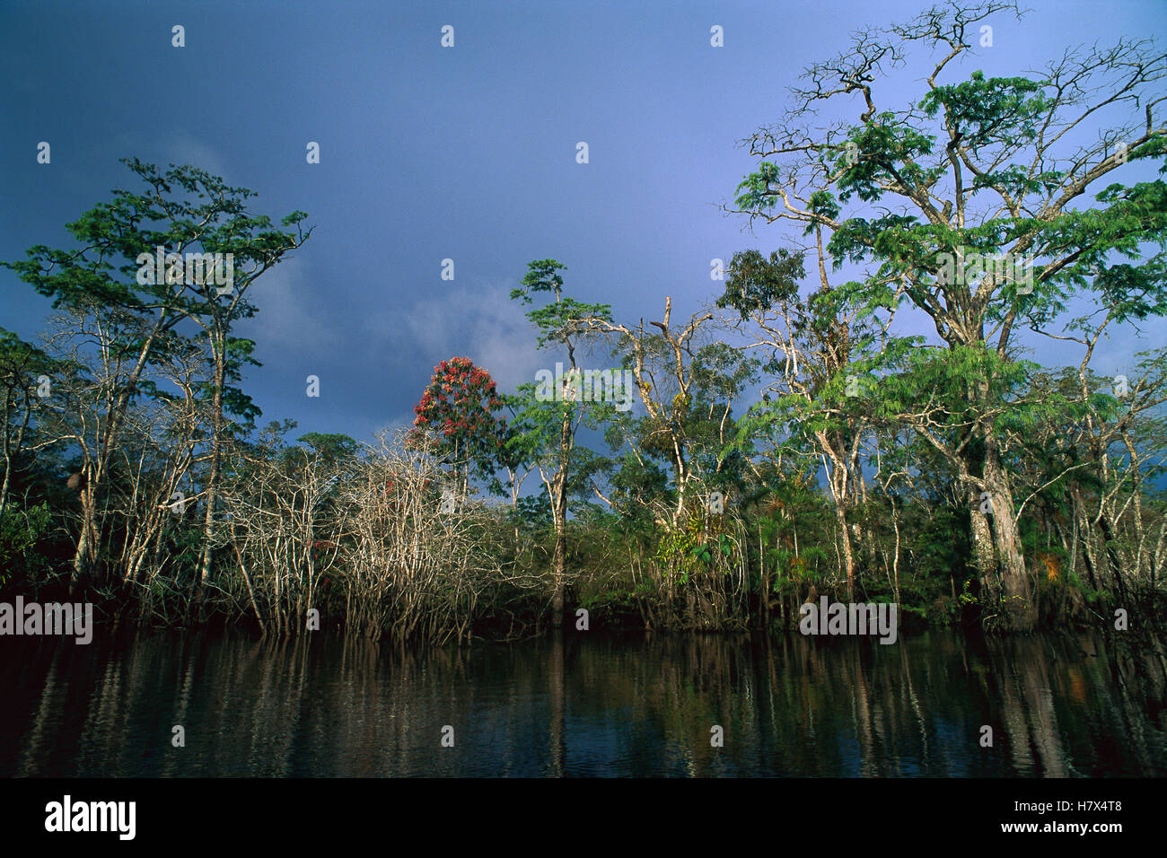 Flooded forest, Amazon, Ecuador Stock Photo - Alamy