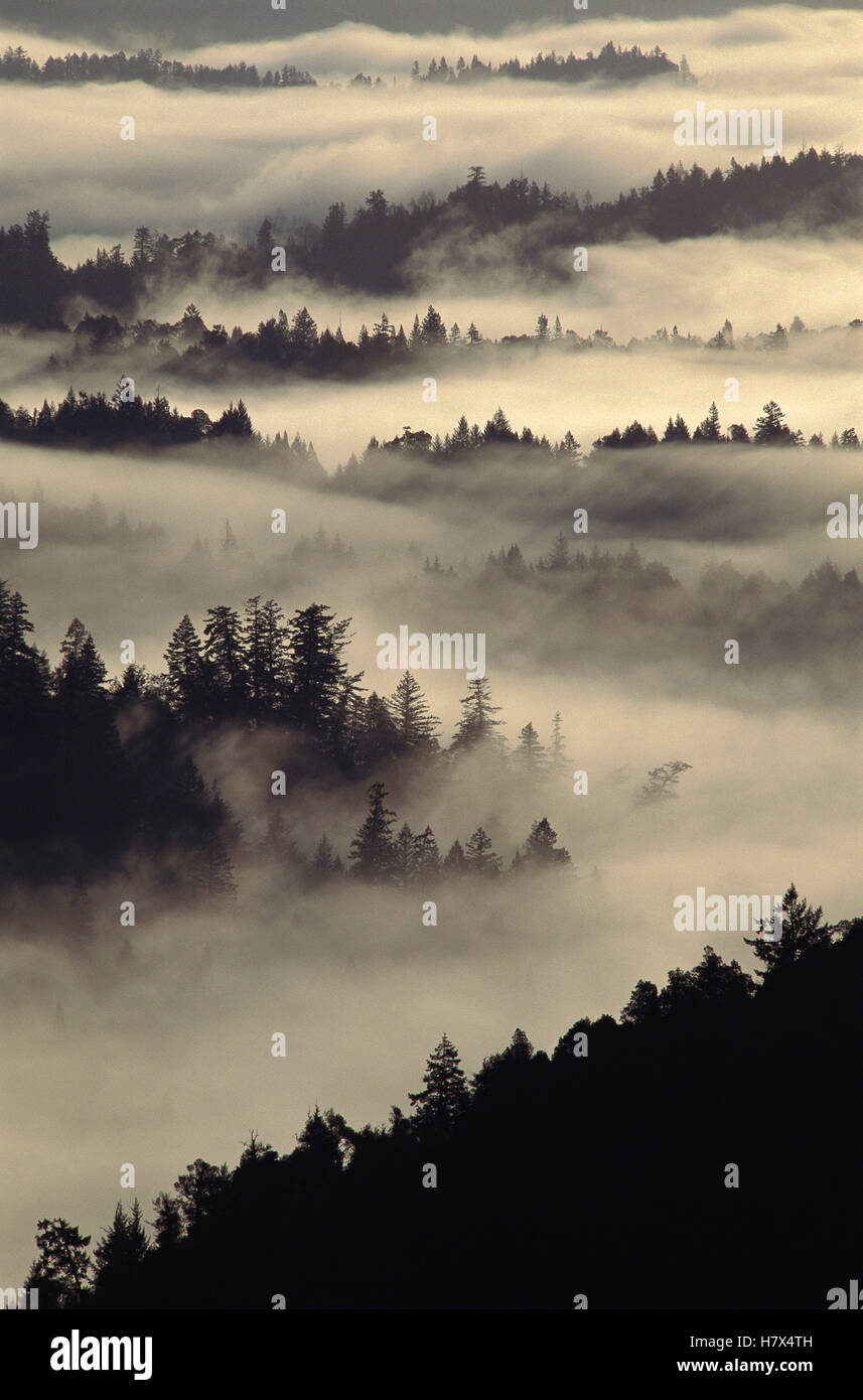 Coast Redwood (Sequoia sempervirens) forest in morning mist, Humboldt ...