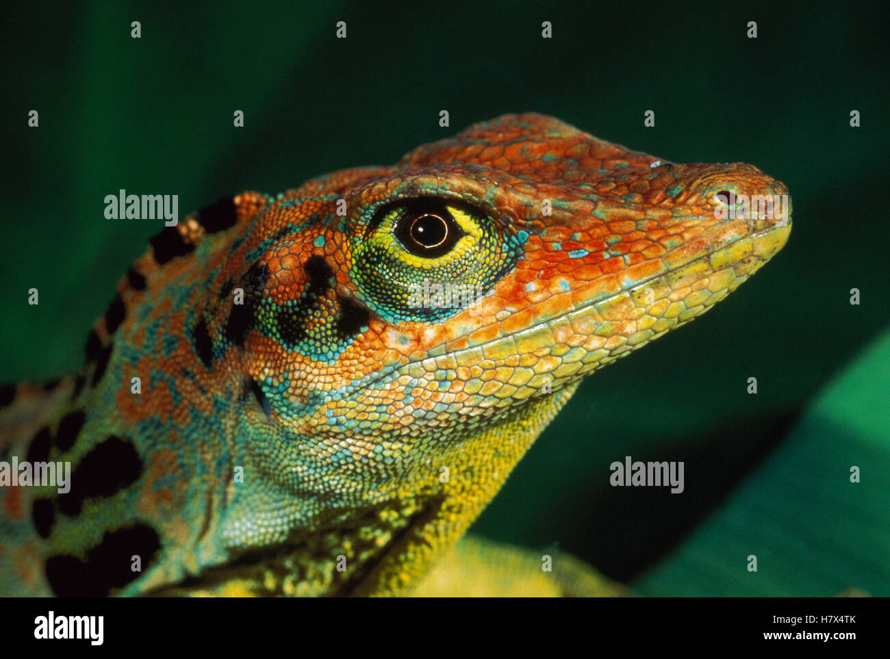 Fraser's Anole (Anolis fraseri) male, western slope of Andes Stock ...