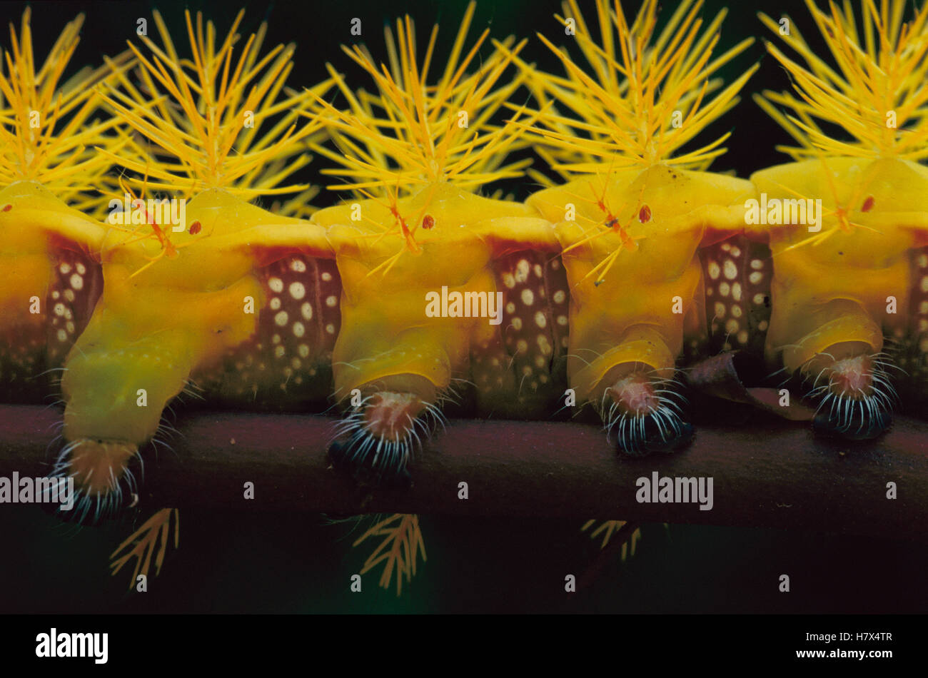 Dalcerid Moth (Dalceridae) caterpillar, western slope of Andes Stock ...