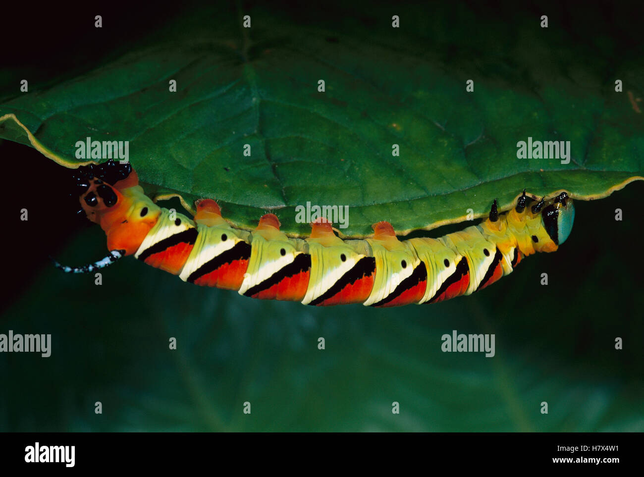 Hawk Moth (Sphingidae) caterpillar, western slope of Andes Stock Photo ...