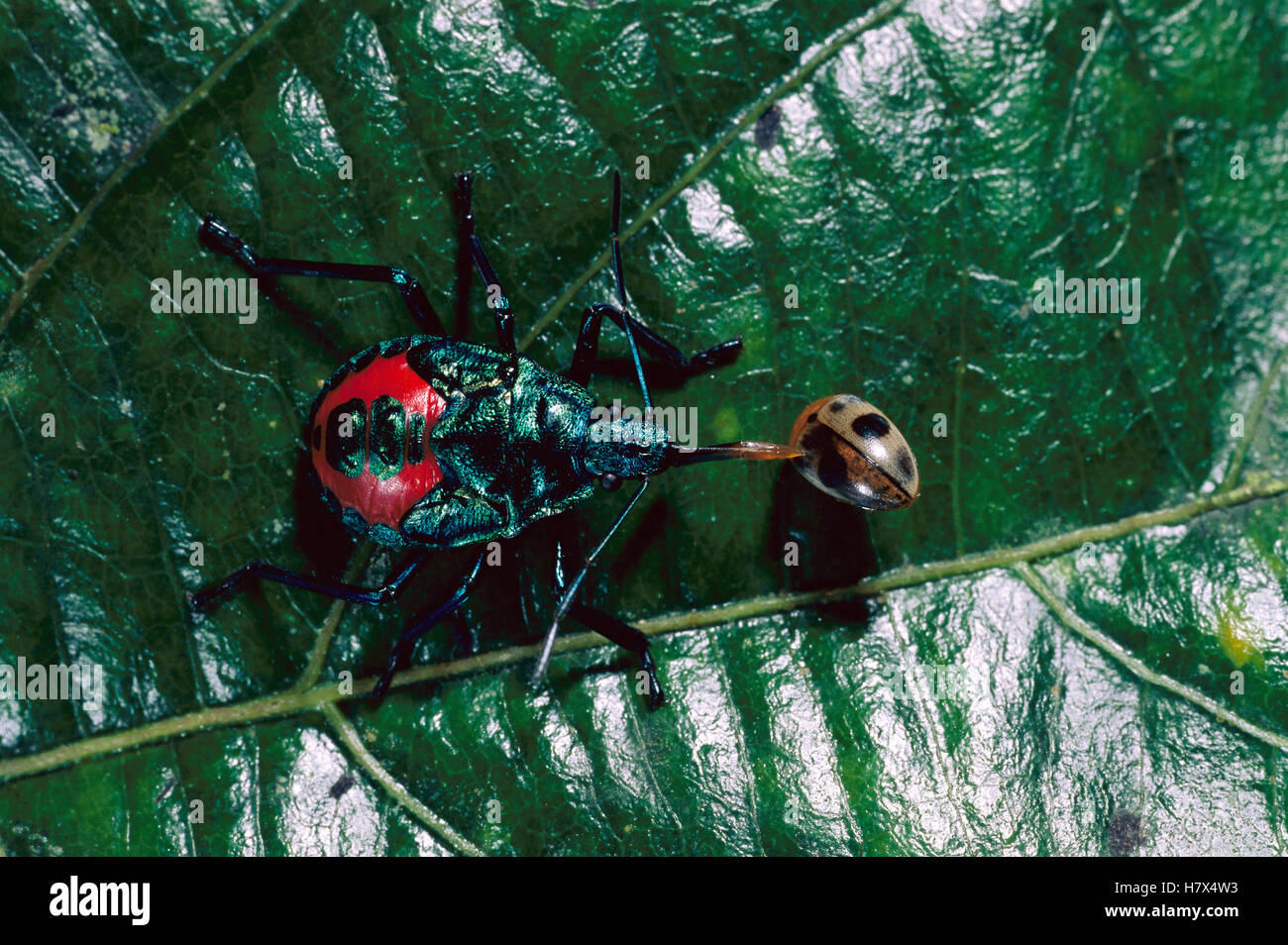 Stink Bug (Pentatomidae) juvenile feeding on Handsome Fungus Beetle ...