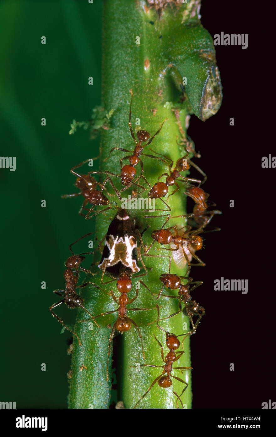 Ant (Pheidole sp) group predating on Treehopper (Horiola picta ...