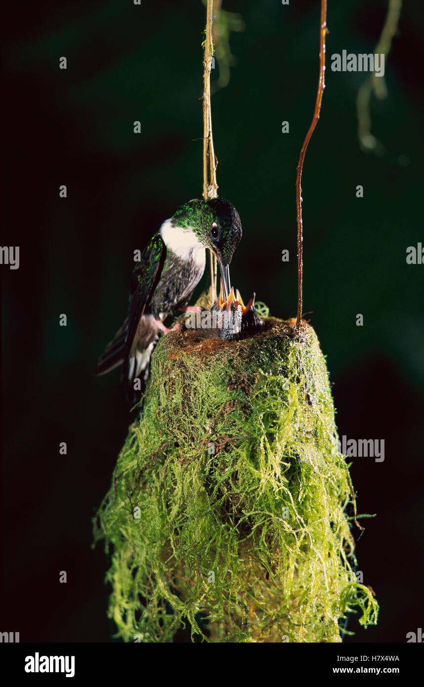 Collared Inca (Coeligena torquata) hummingbird female feeding chicks in ...