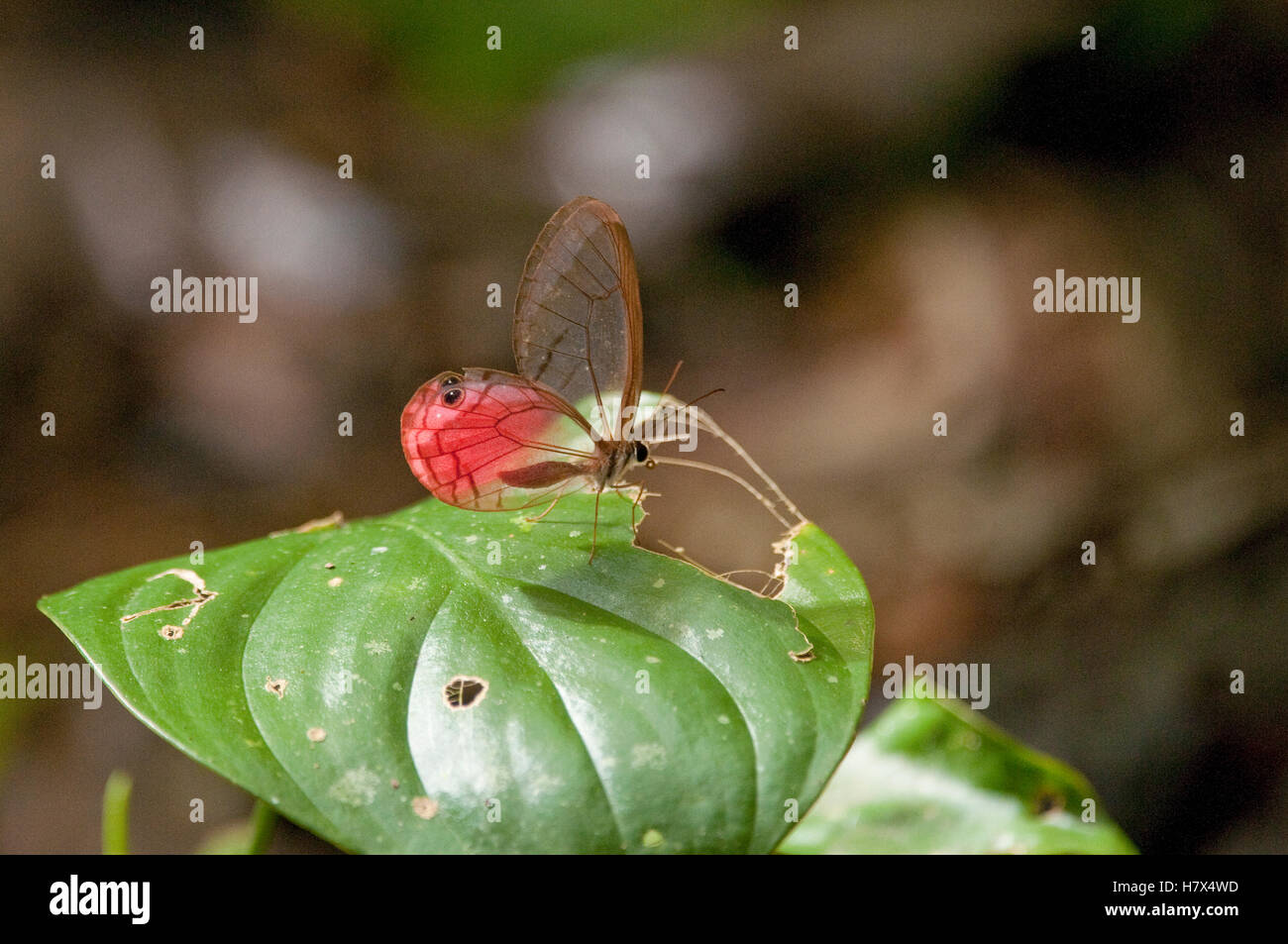 Pink-tipped Clearwing Satyr (Cithaerias pireta) butterfly, Ecuador ...
