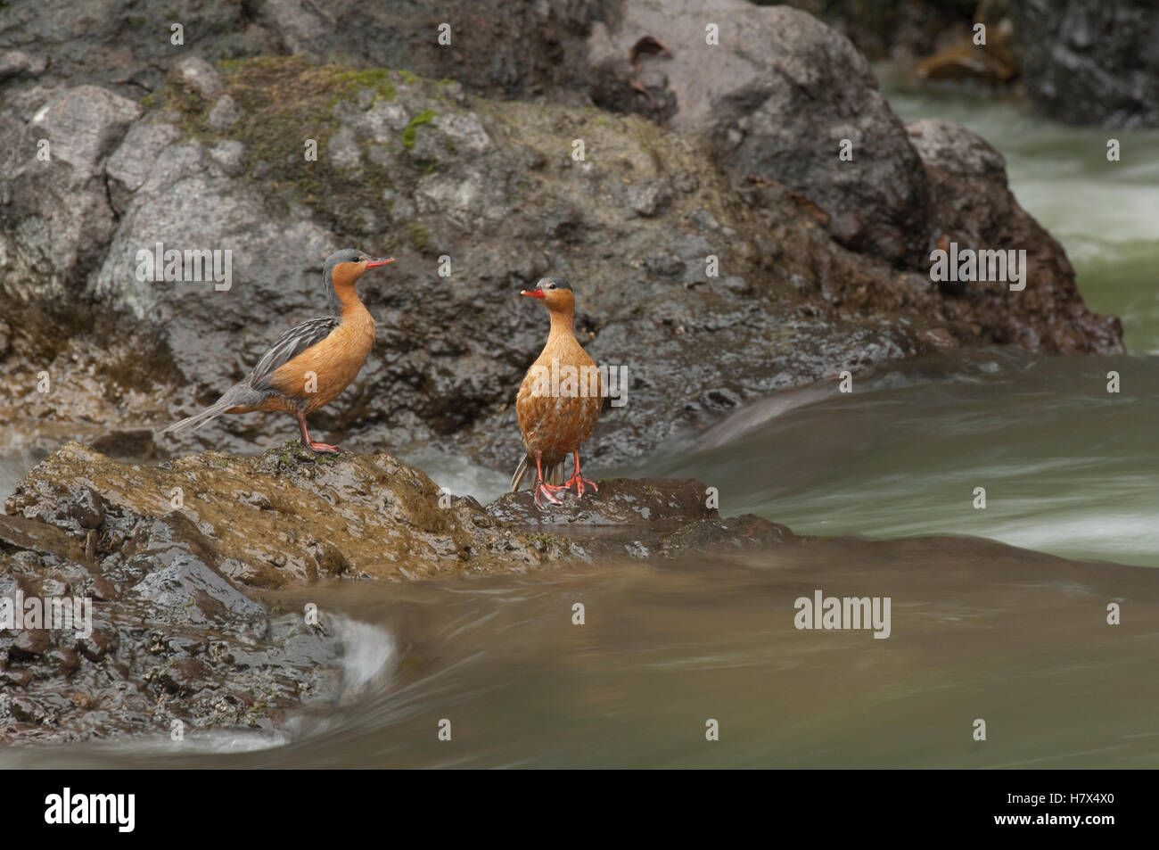Torrent Duck (Merganetta armata) females along stream, Ecuador Stock ...