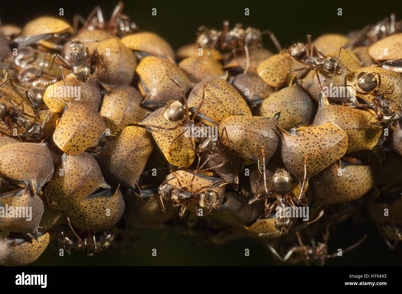 Treehopper (Tragopa sp) group being guarded by Ants (Formicidae ...