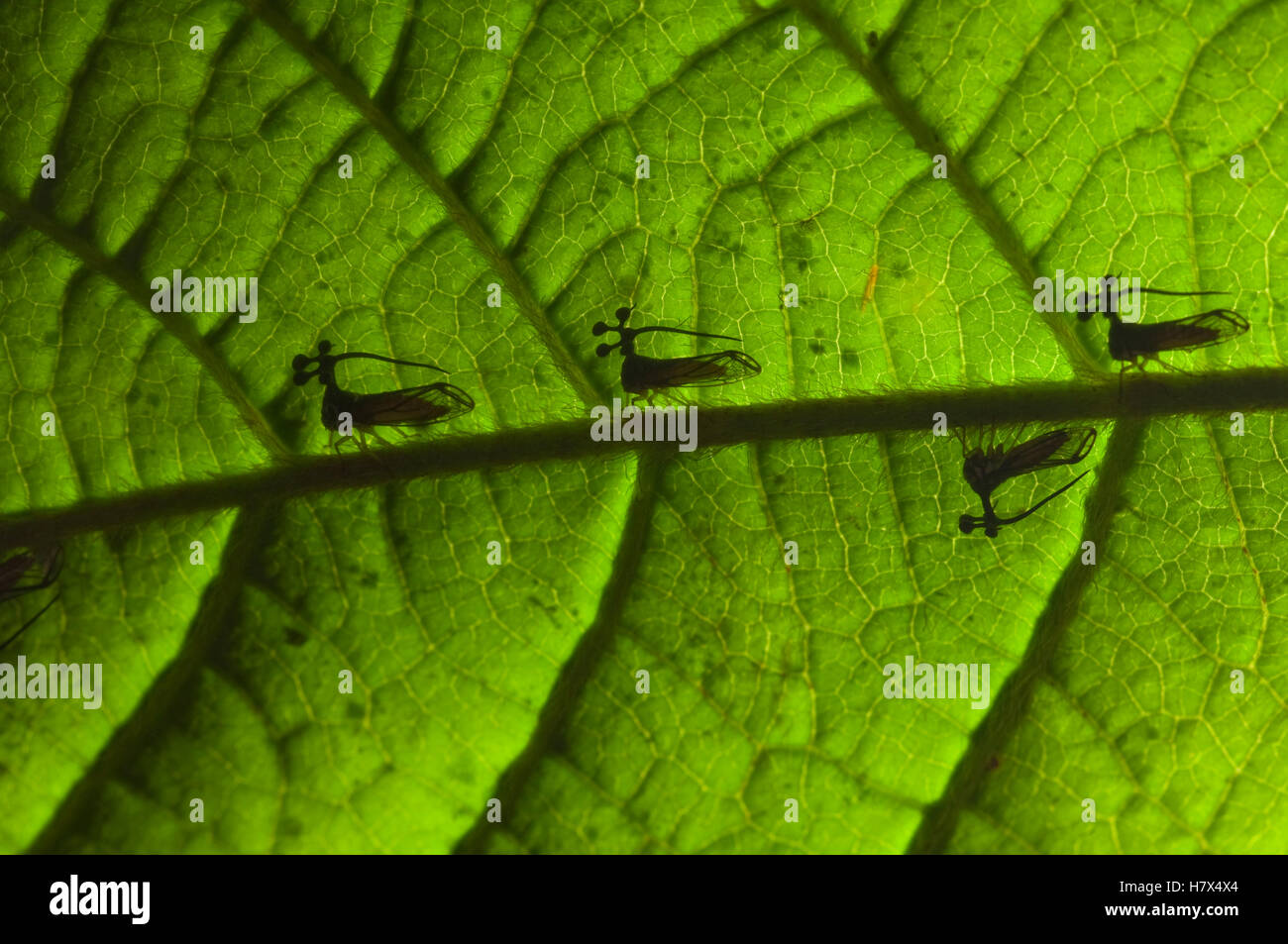 Treehopper (Bocydium sp) group, Amazon, Ecuador Stock Photo - Alamy