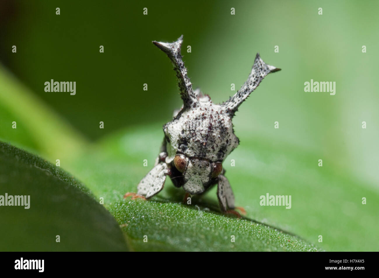 Treehopper (Notocera sp), Ecuador Stock Photo - Alamy