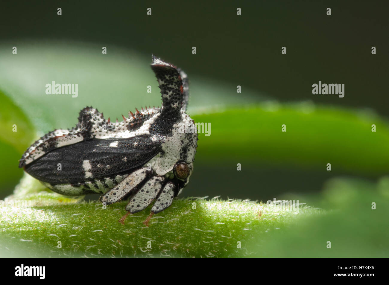 Treehopper (Notocera sp), Ecuador Stock Photo - Alamy