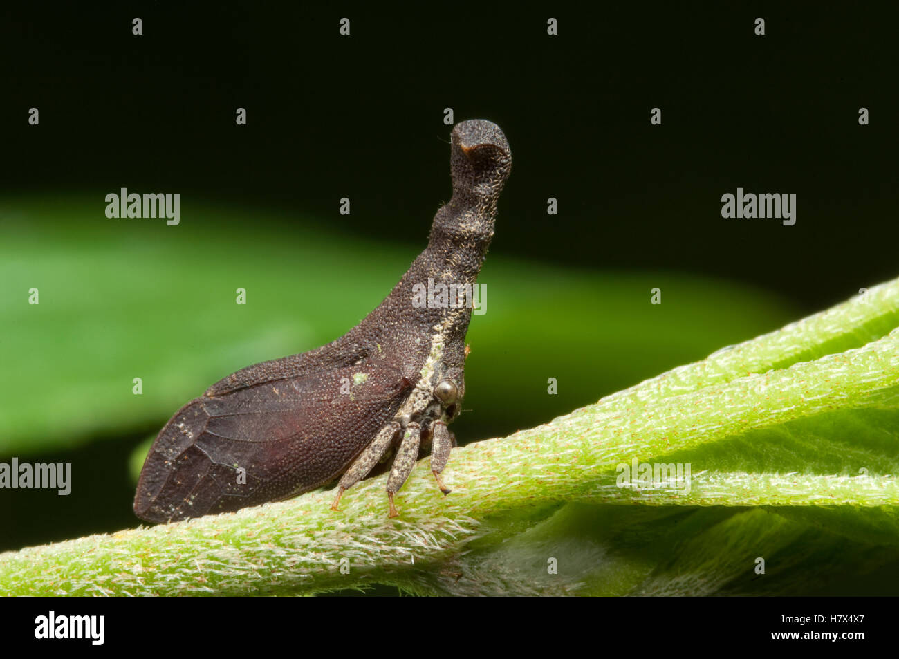 Treehopper (Lycoderes sp) mimicking branch, Ecuador Stock Photo - Alamy