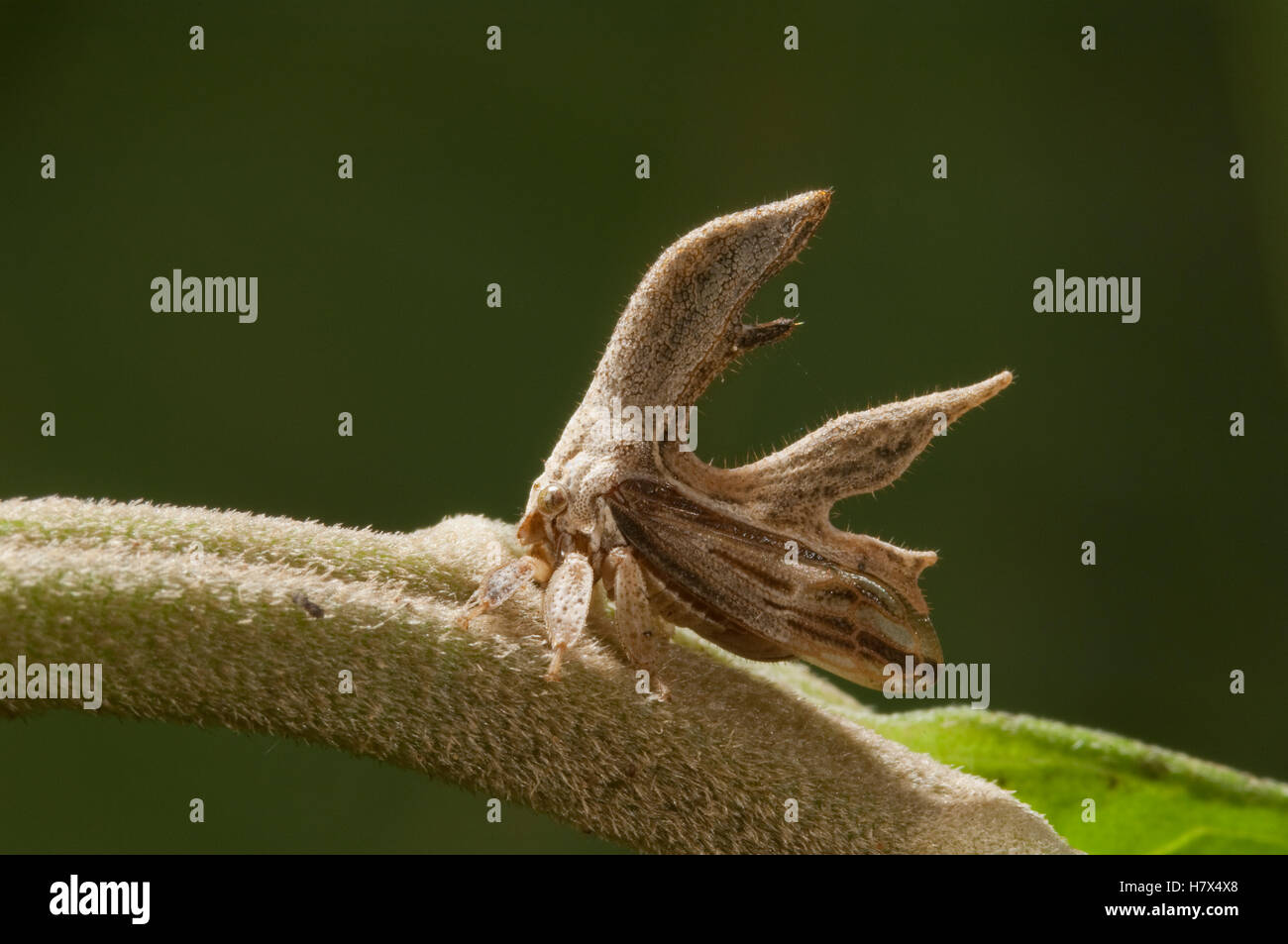Treehopper (Cladonota sp) mimicking plant stalk, Amazon, Ecuador Stock ...