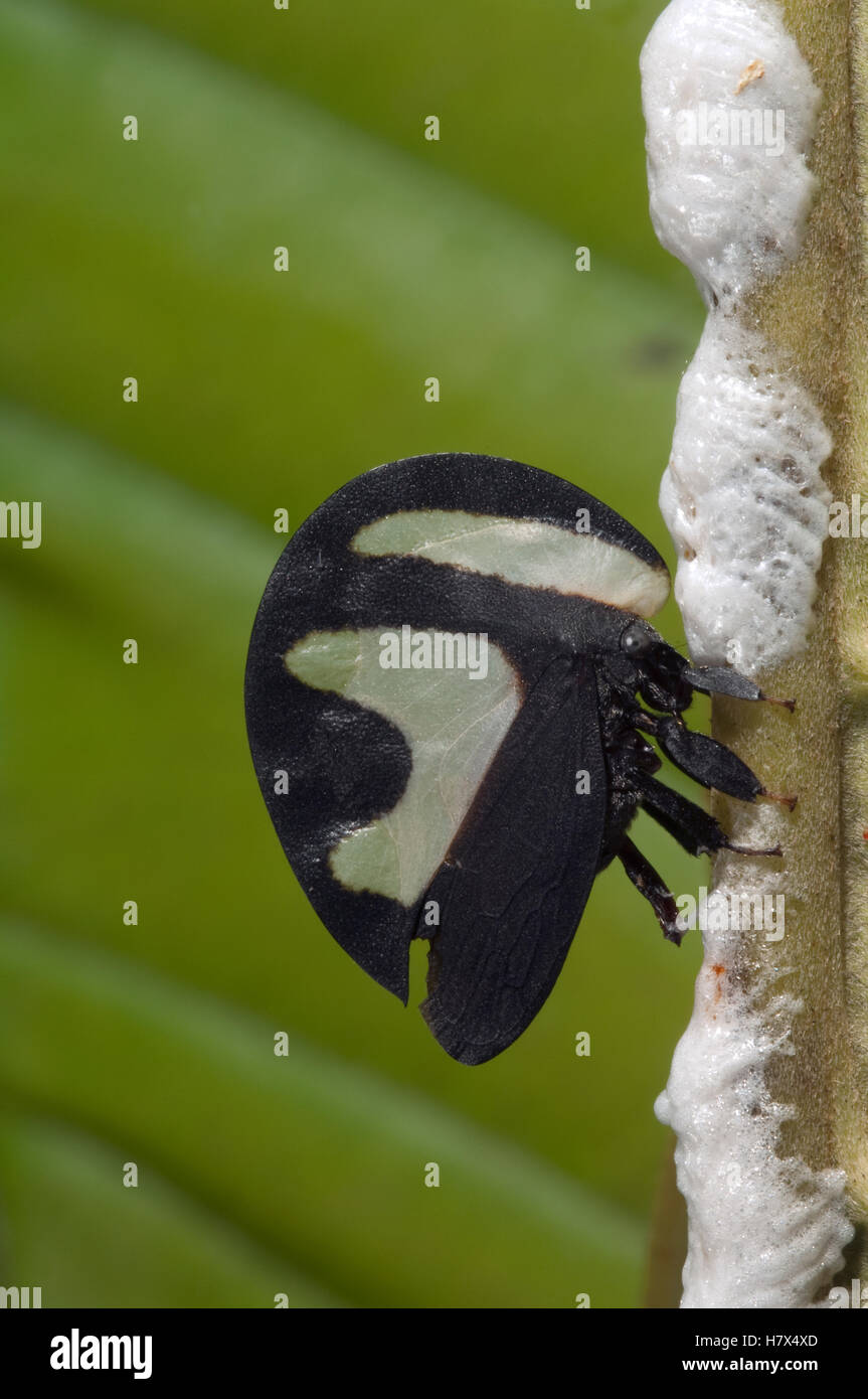 Black-and-white Treehopper (Membracis foliata) female laying eggs and ...