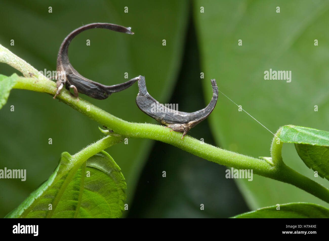 Treehopper (Cladonota sp) pair mating, Amazon, Ecuador Stock Photo - Alamy