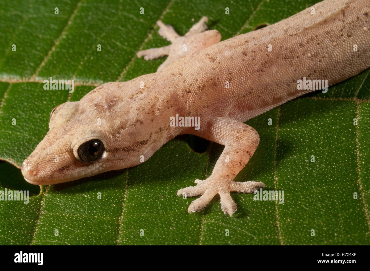 Moreau's Tropical House Gecko (Hemidactylus mabouia), Amazon, Ecuador ...