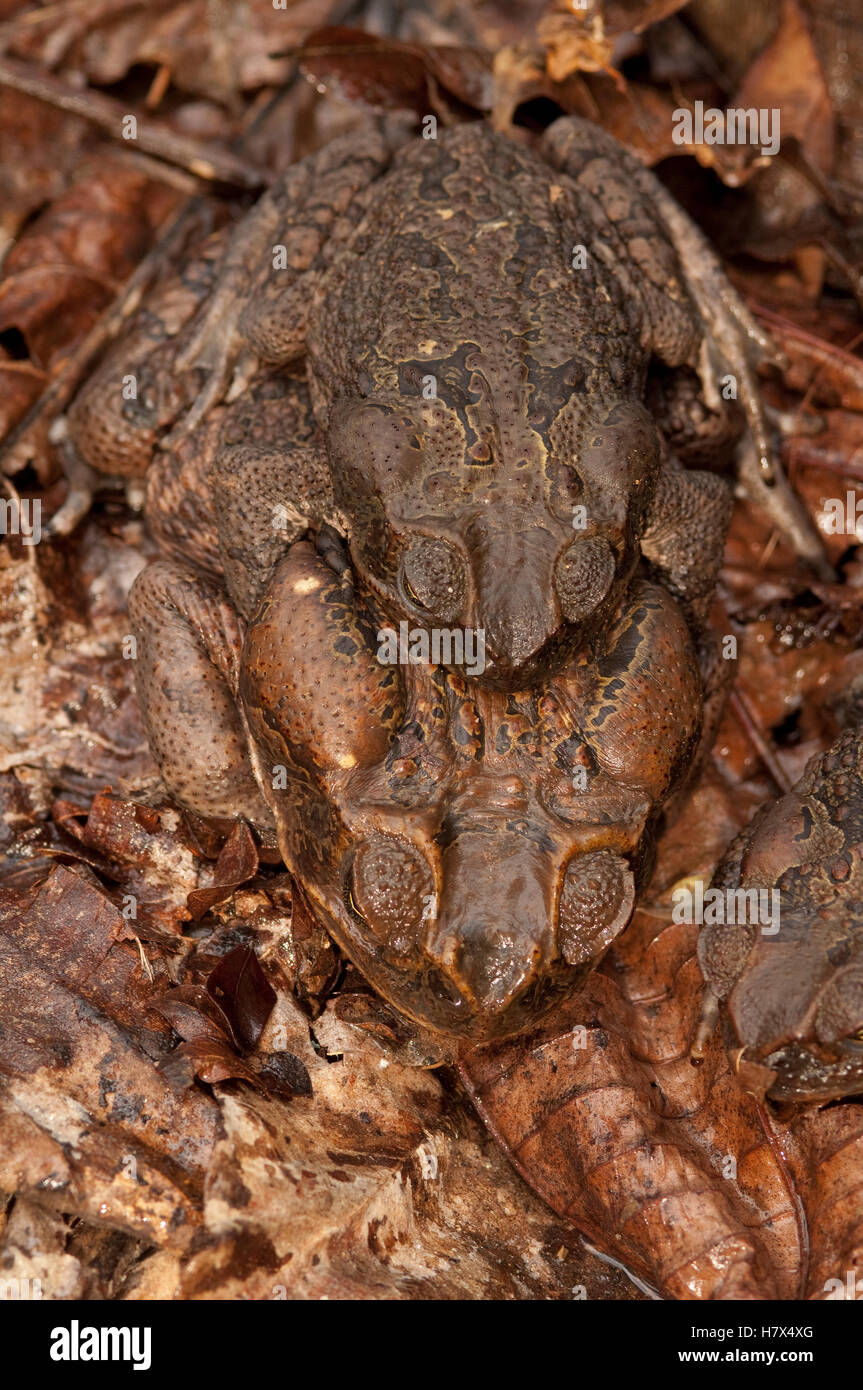 Cane Toad (Bufo marinus) pair mating in leaf litter, Ecuador Stock ...