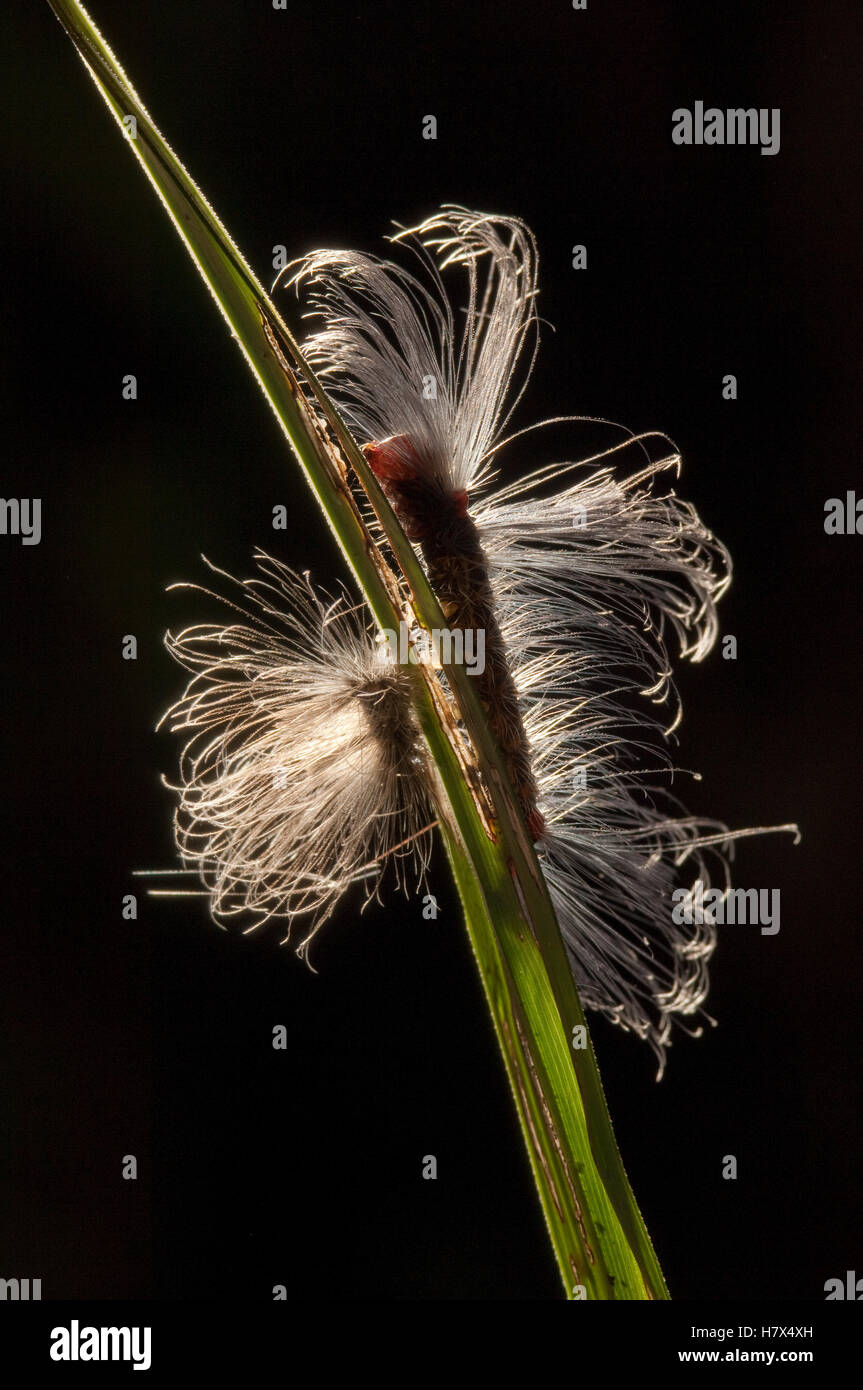 Tiger Moth (Arctiidae) caterpillar with long hairs, Amazon, Ecuador ...