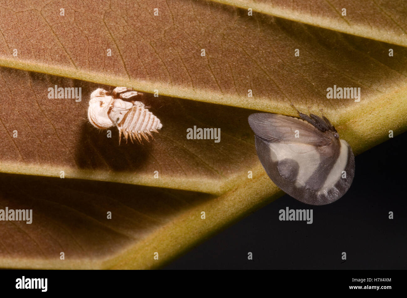 Black-and-white Treehopper (Membracis foliata) recently emerged ...