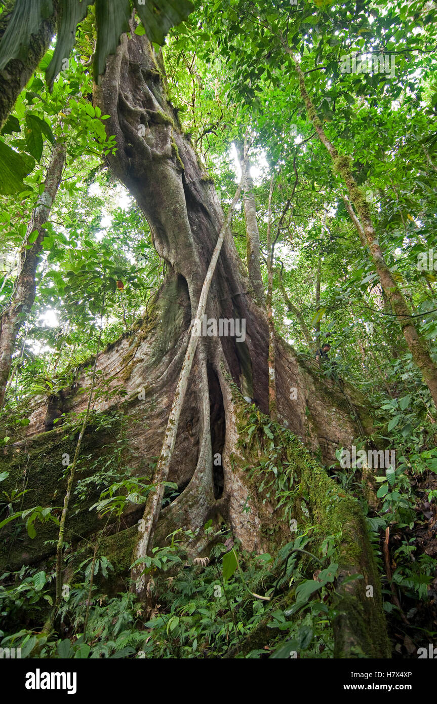 Fig (Ficus sp) tree with huge buttress roots, Amazon, Ecuador Stock ...