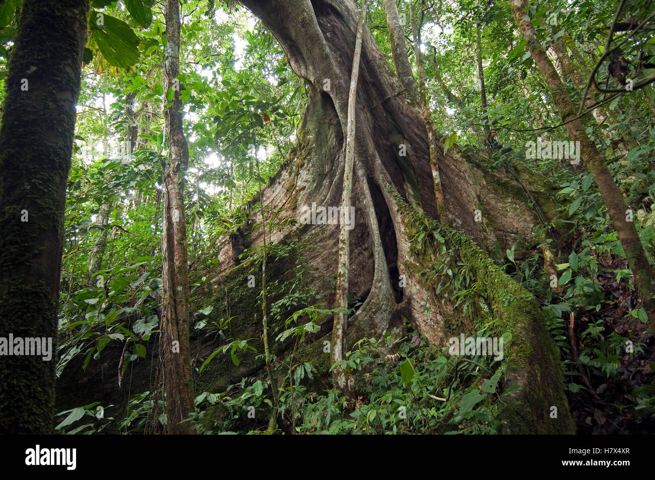 Fig (Ficus sp) tree with huge buttress roots, Amazon, Ecuador Stock ...