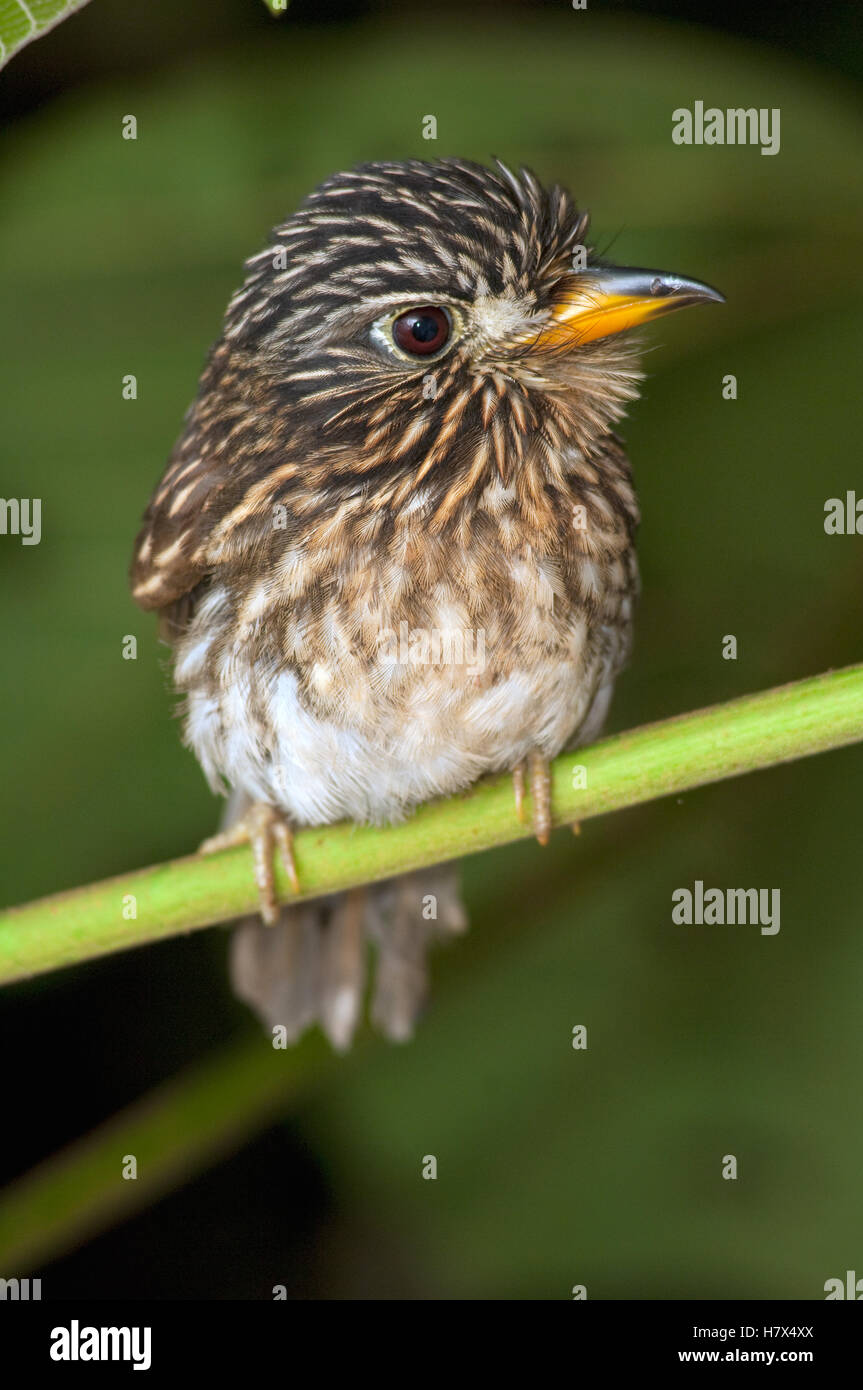 White-chested Puffbird (Malacoptila fusca), Ecuador Stock Photo - Alamy